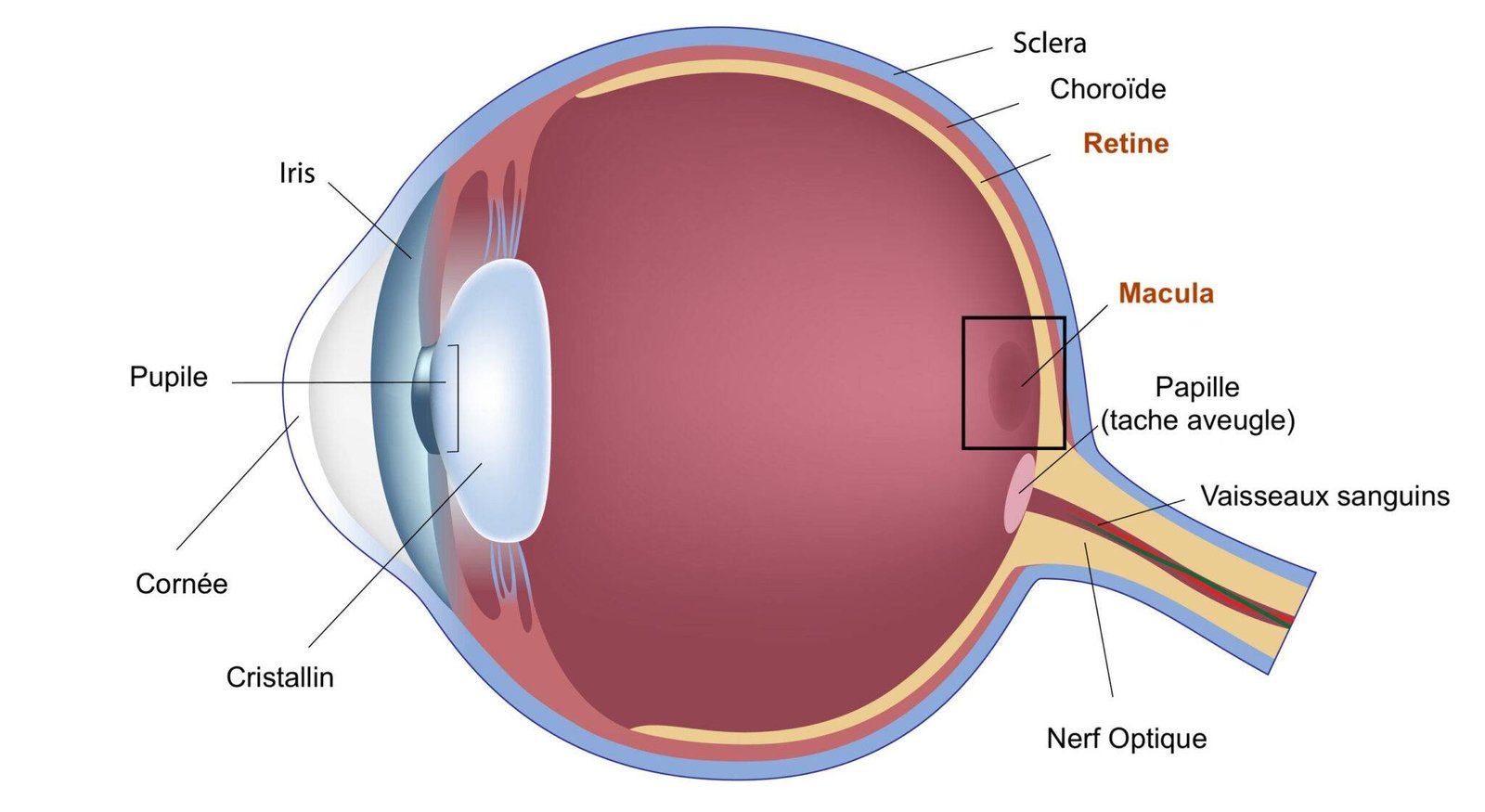 Chirurgie de rétine et de la macula à Toulon, Var